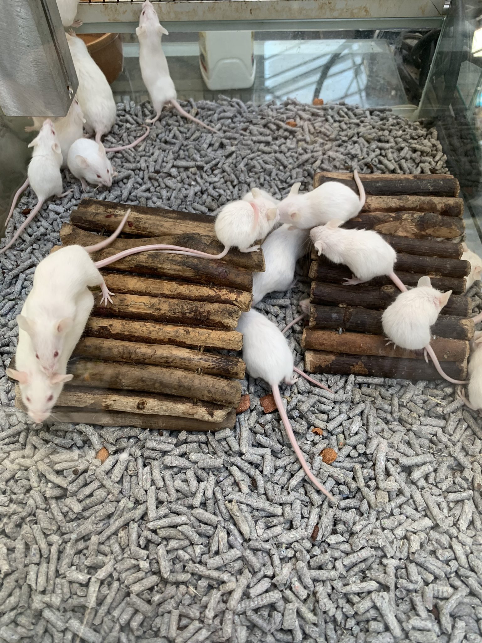LAPINS, HAMSTERS, COBAYES, SOURIS ET RATS – Les serres du manoir