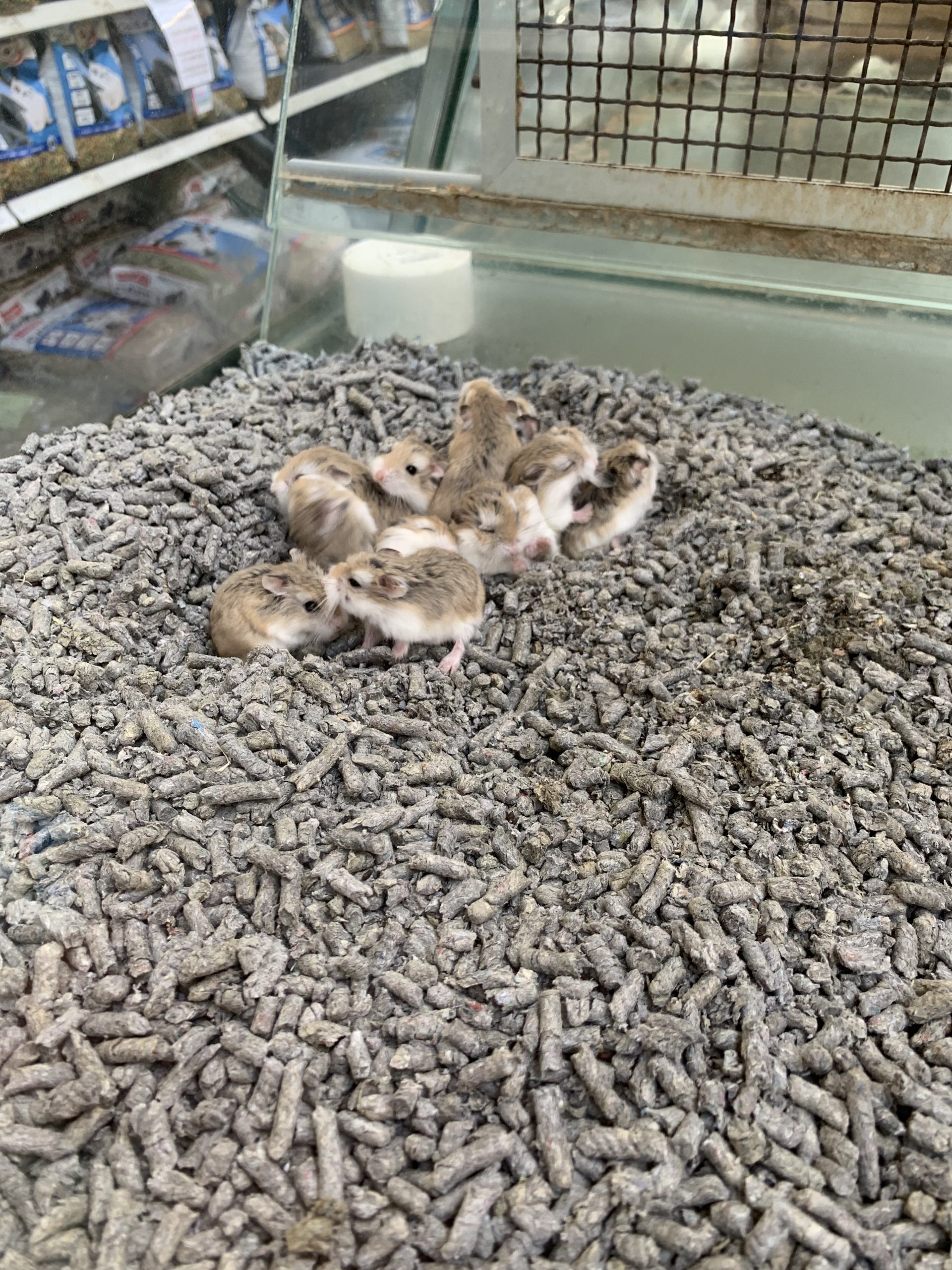 LAPINS, HAMSTERS, COBAYES, SOURIS ET RATS – Les serres du manoir