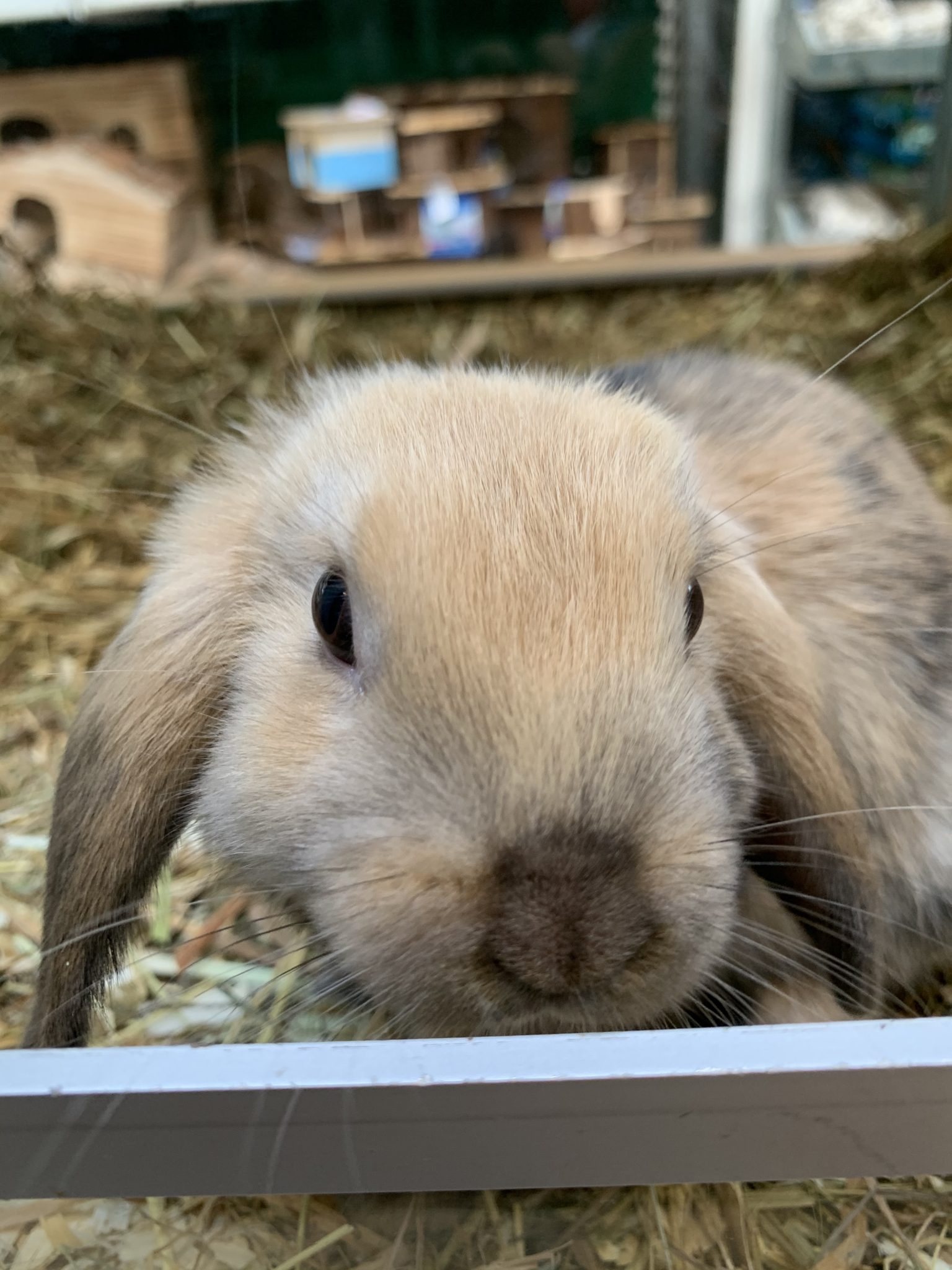 LAPINS, HAMSTERS, COBAYES, SOURIS ET RATS – Les serres du manoir