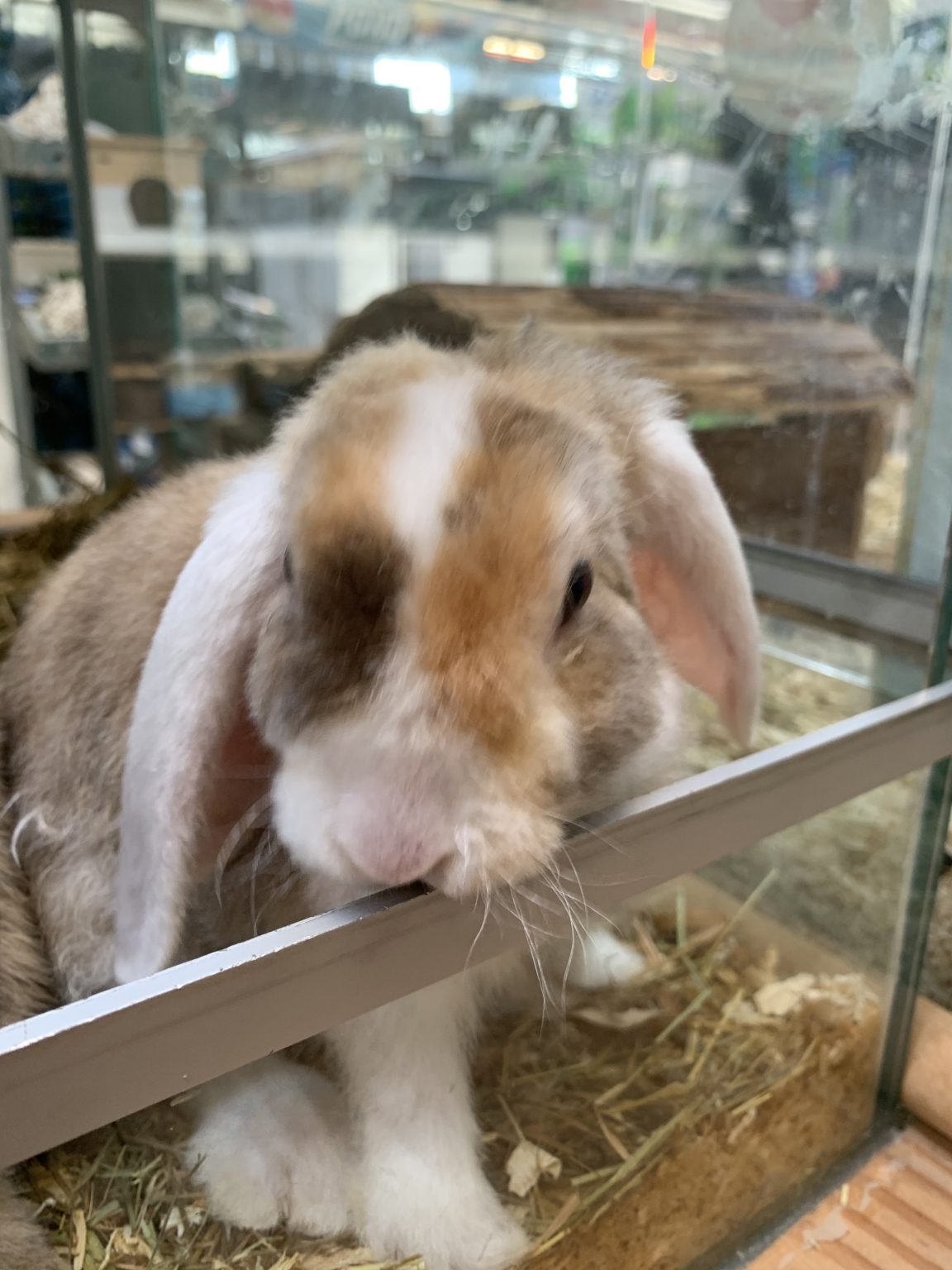 LAPINS, HAMSTERS, COBAYES, SOURIS ET RATS – Les serres du manoir